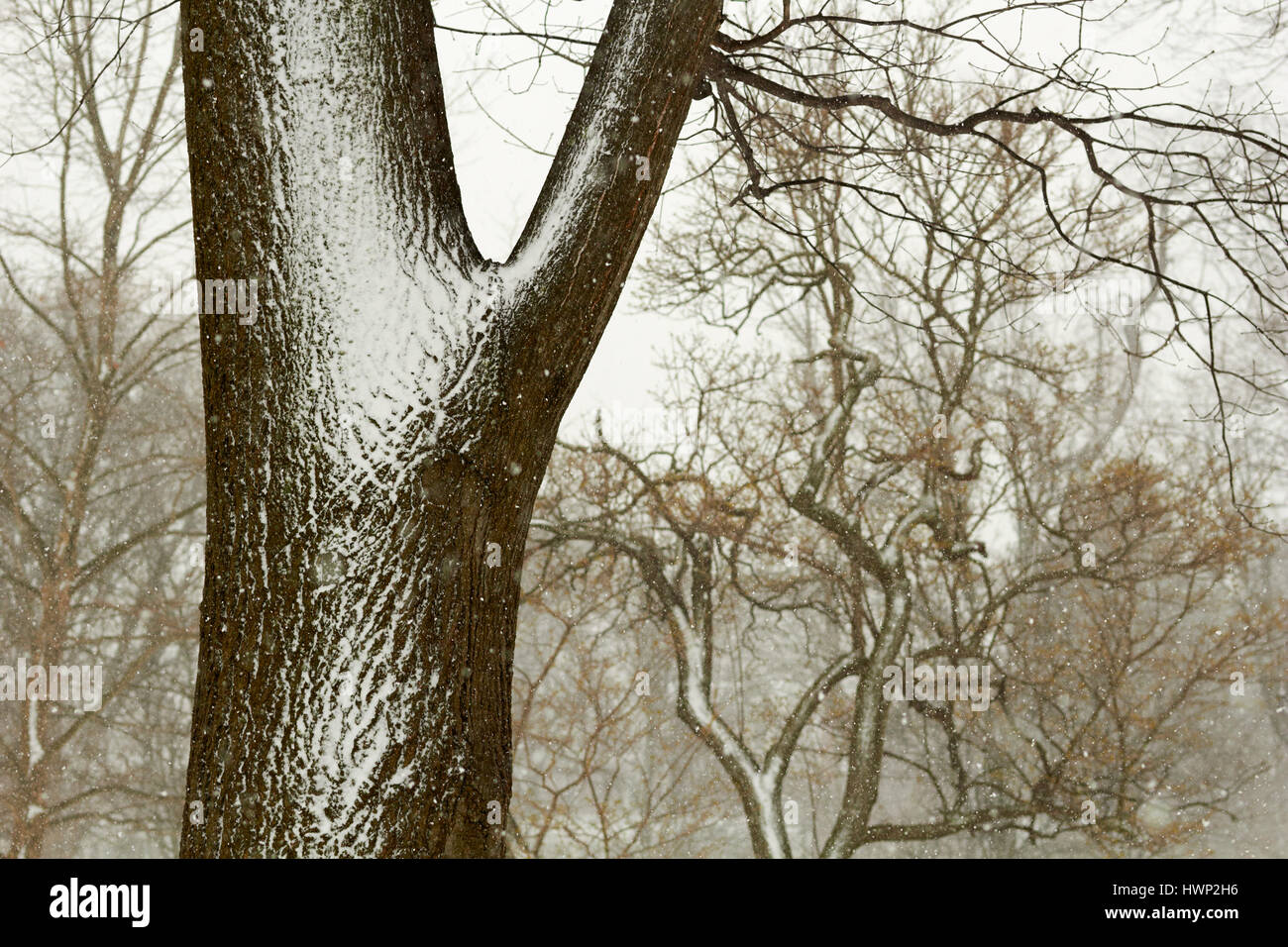Winter snow, Buchanan Park, Lancaster, Pennsylvania, USA Stock Photo ...
