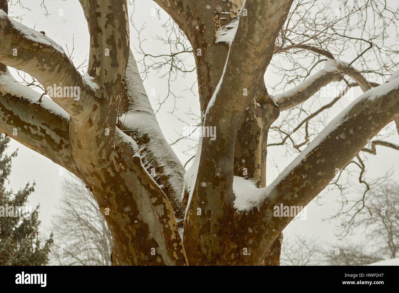 Winter snow, Buchanan Park, Lancaster, Pennsylvania, USA Stock Photo ...