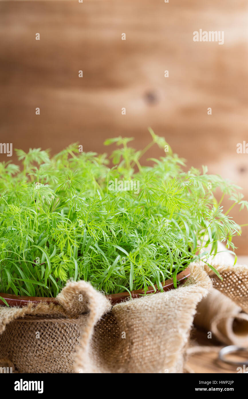 Home gardening, baby dill sprouts in pot Stock Photo - Alamy