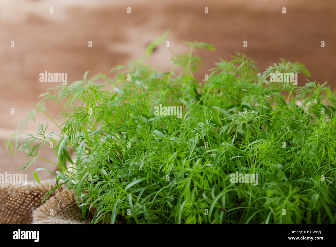 Home gardening, baby dill sprouts in pot Stock Photo - Alamy