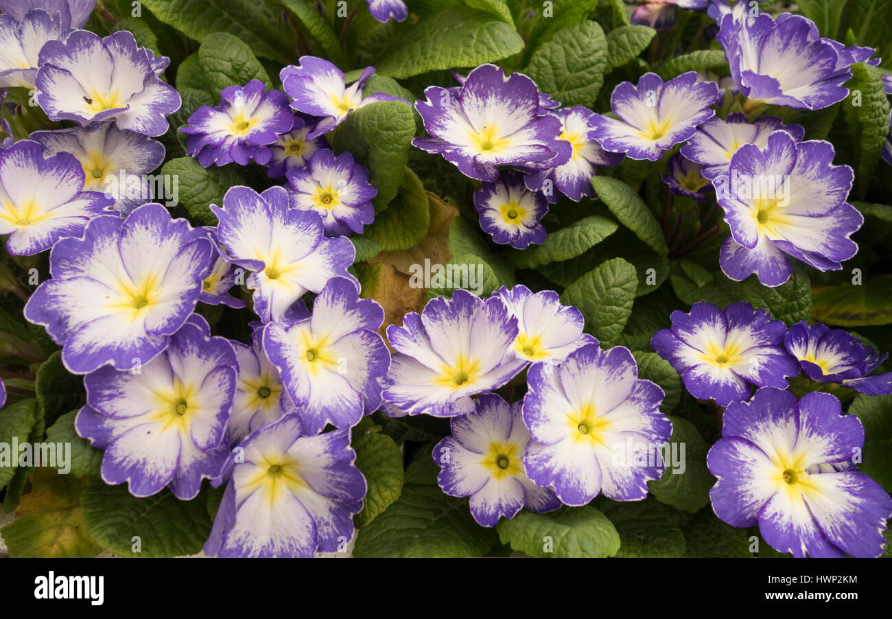 Close up of the spring flowering Blue Bicolor primrose. England, UK ...