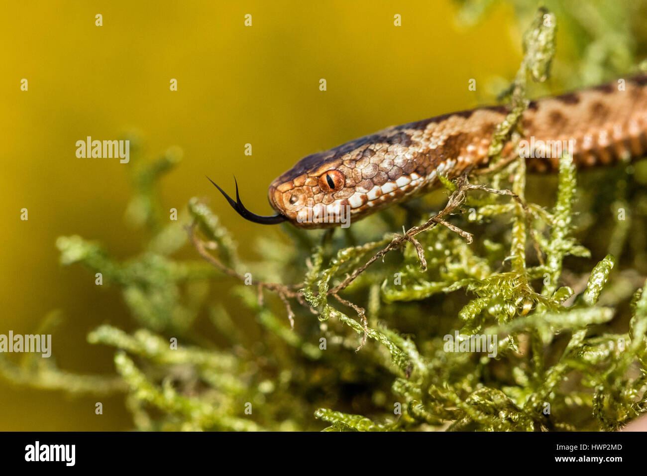 Adder (Vipera berus Stock Photo - Alamy