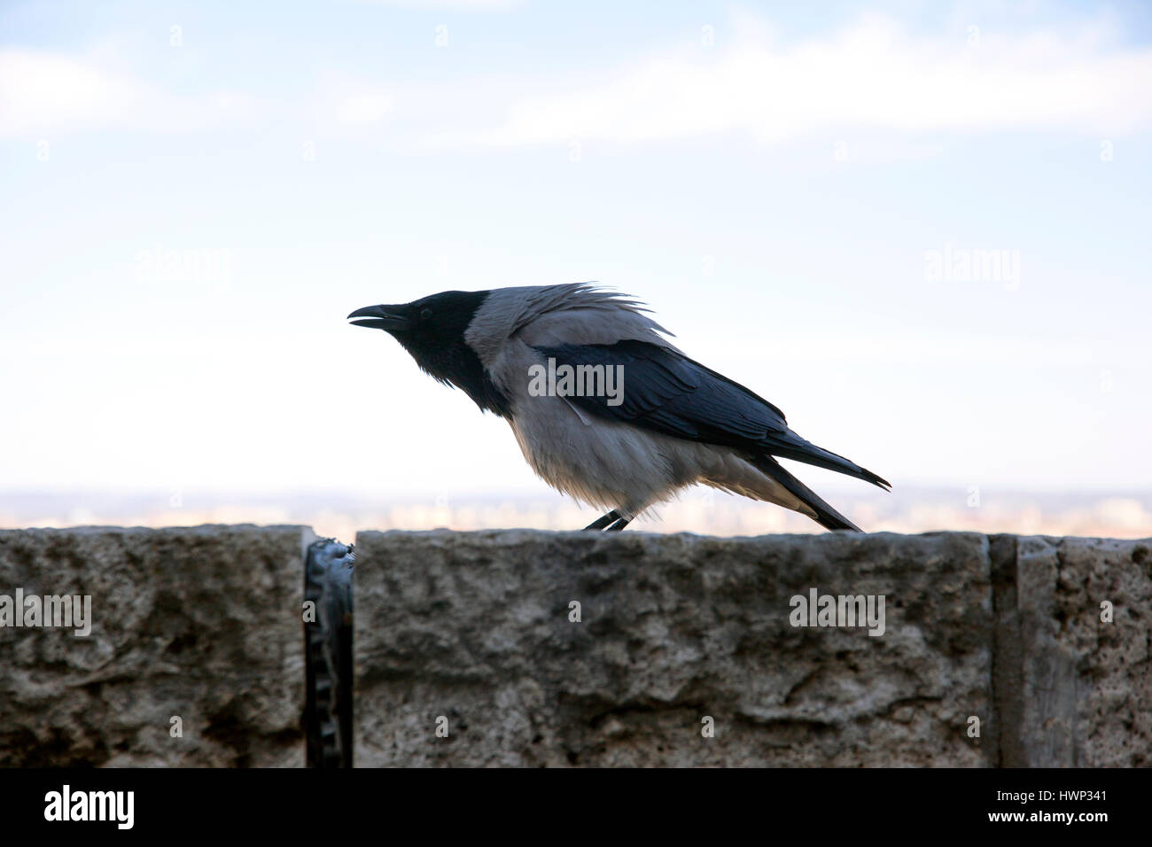 Closeup photo of a hooded crow at Budapest Castle Stock Photo - Alamy