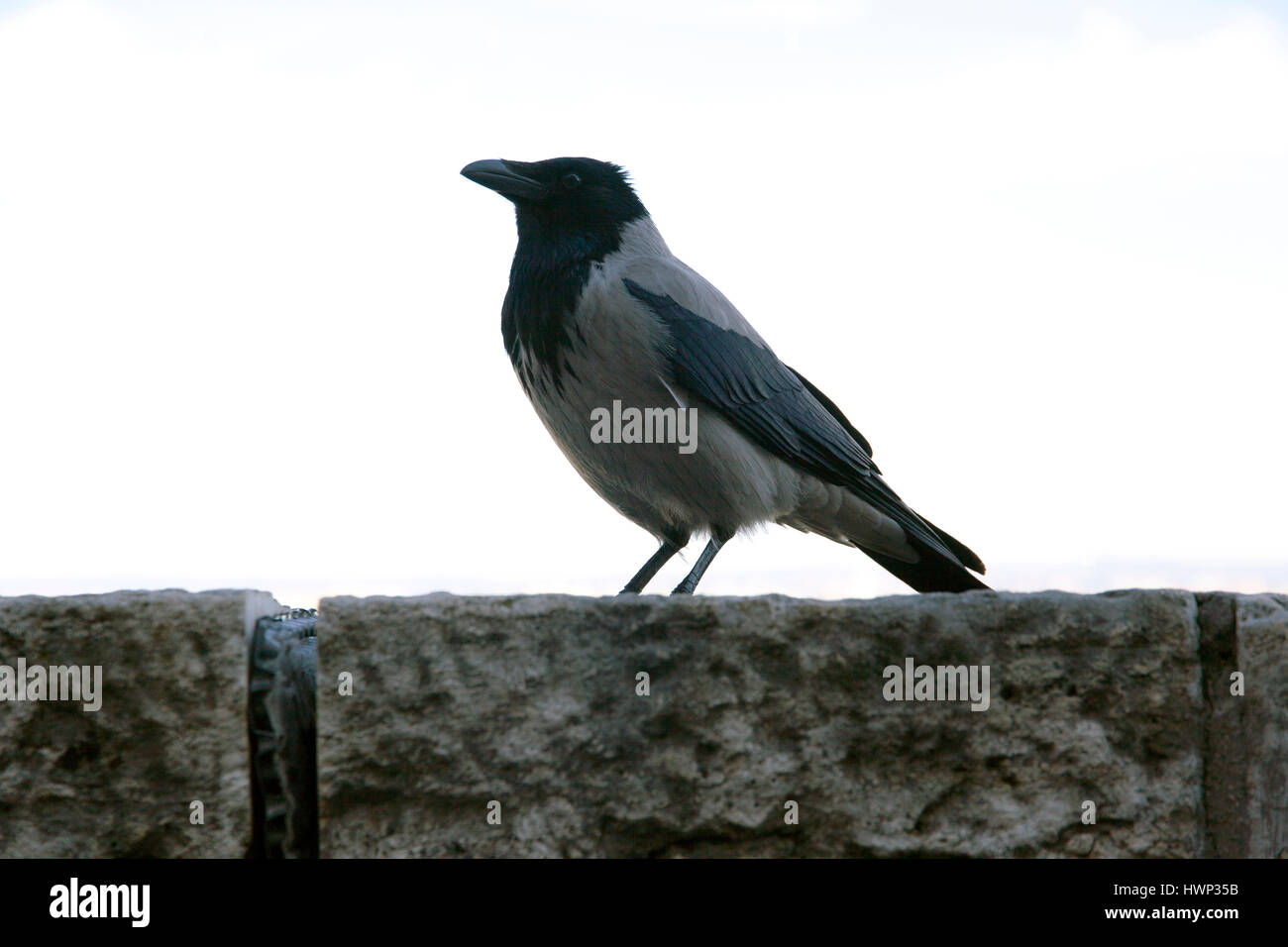 Close up of a corvus cornix aka crow in Budapest Hungary castle Stock ...