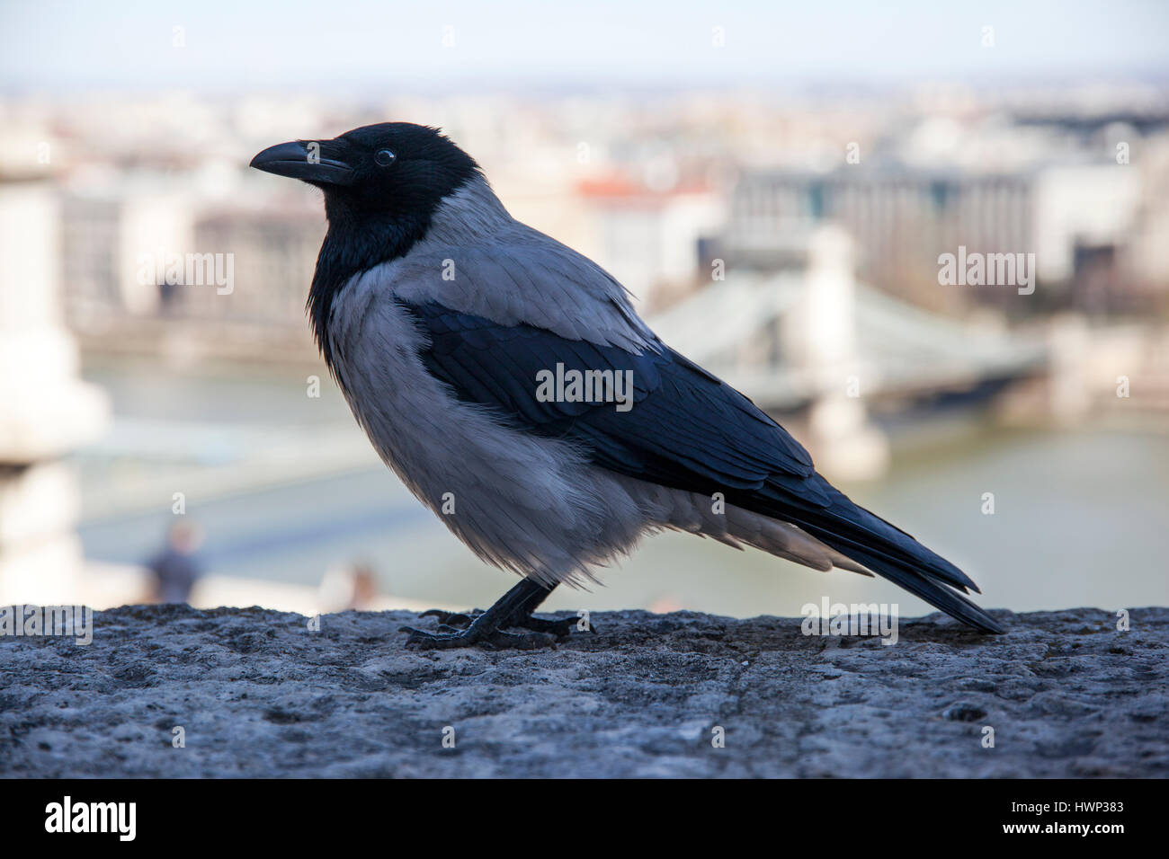 Corvus cornix is a Eurasian bird species in the crow genus Stock Photo ...