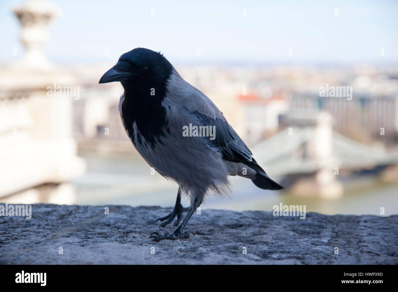 Corvus Genus Stock Photos & Corvus Genus Stock Images - Alamy