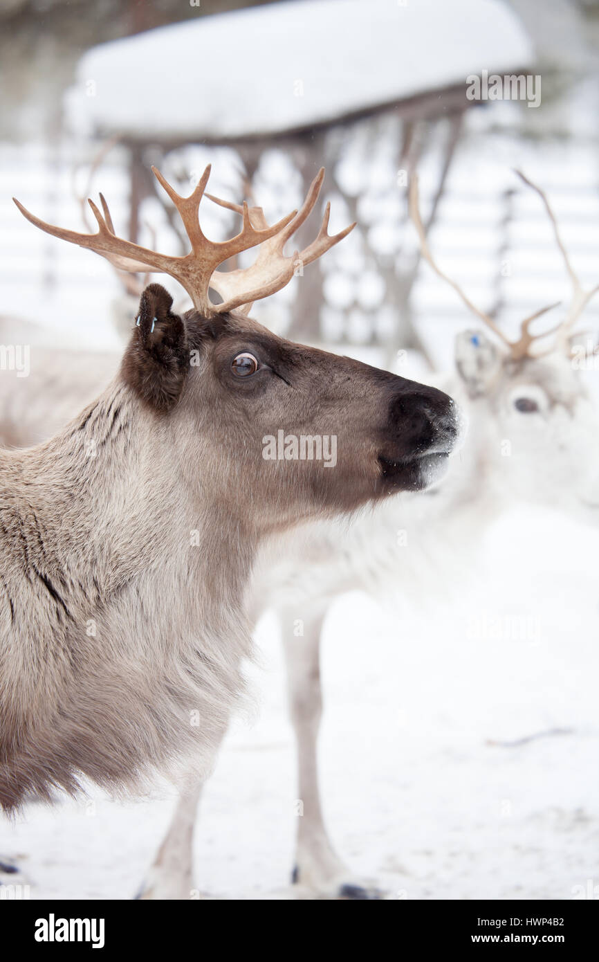 Reindeer outside in reindeer park Stock Photo - Alamy