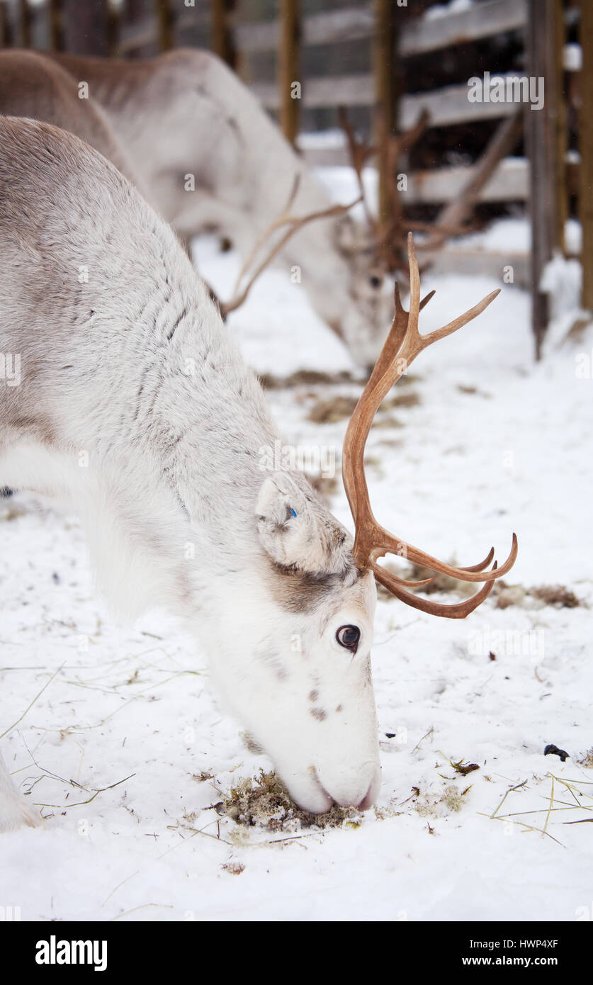 Reindeer outside in reindeer park Stock Photo - Alamy