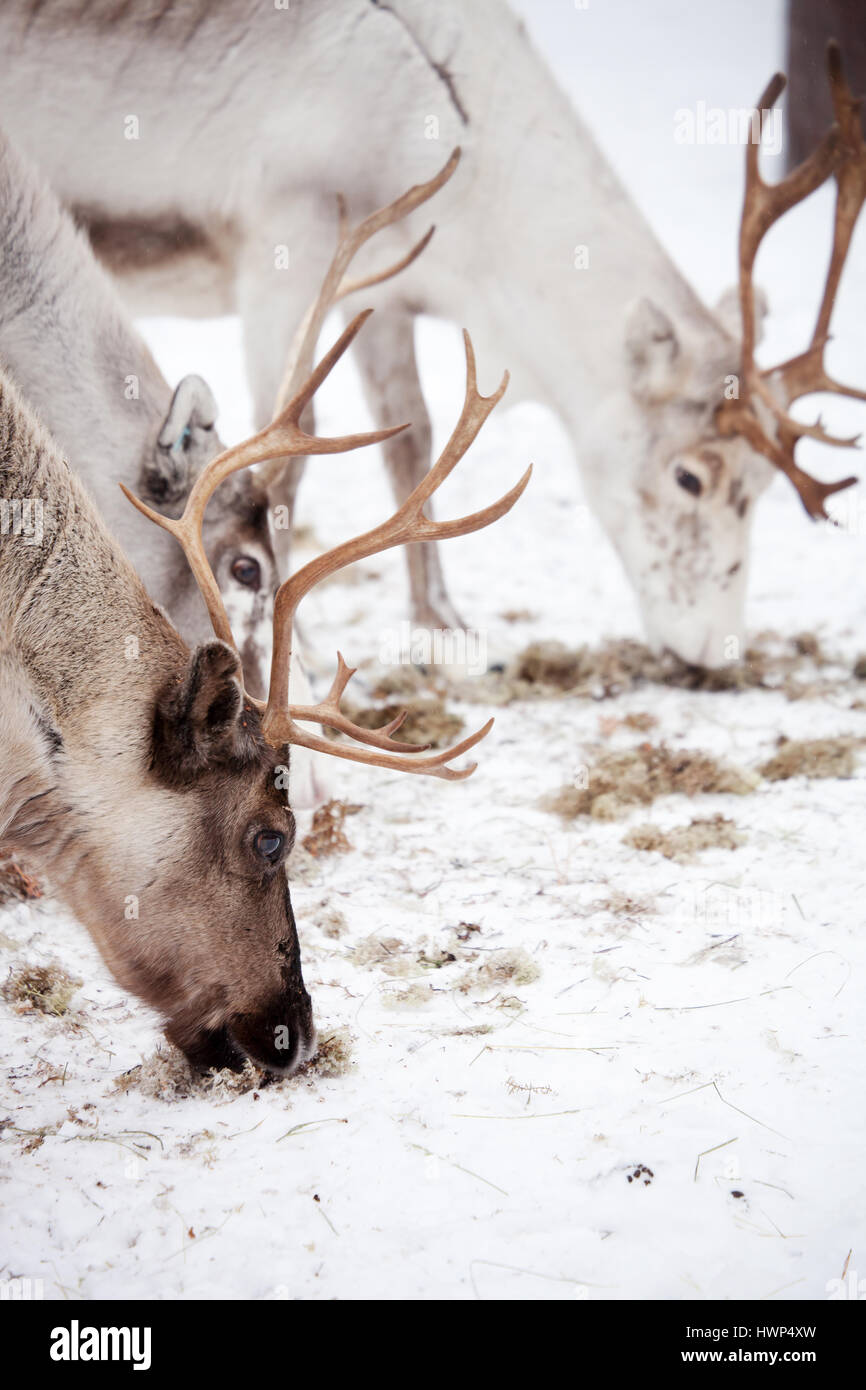 Reindeer outside in reindeer park Stock Photo - Alamy