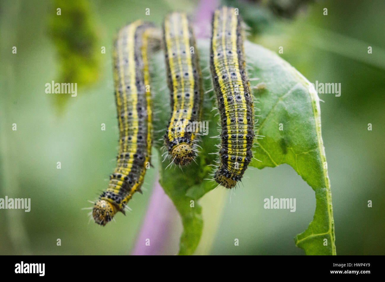 Larvae of the checkered white butterfly, Pontia protodice, feeding on ...