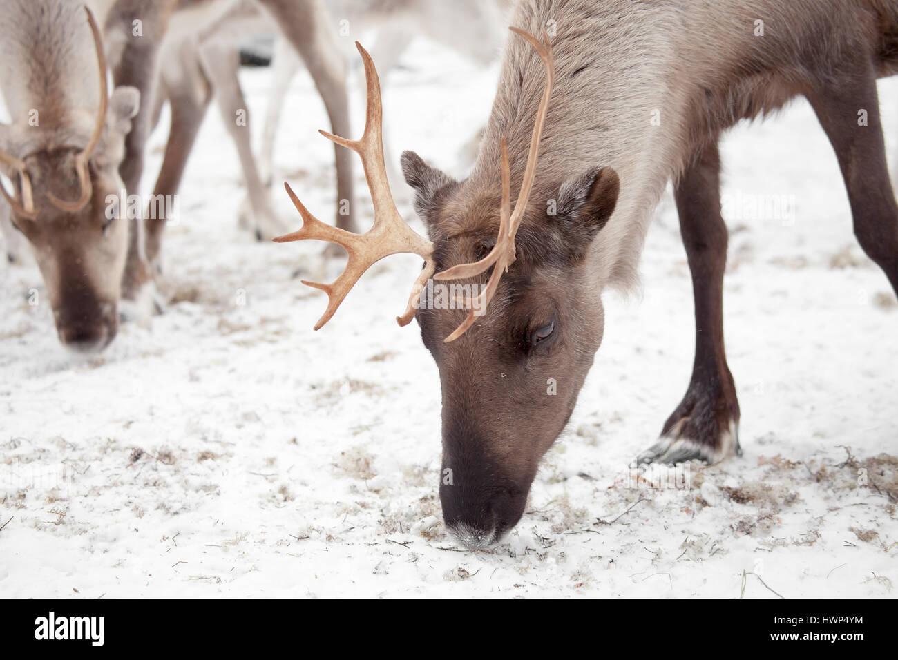 Reindeer outside in reindeer park Stock Photo - Alamy