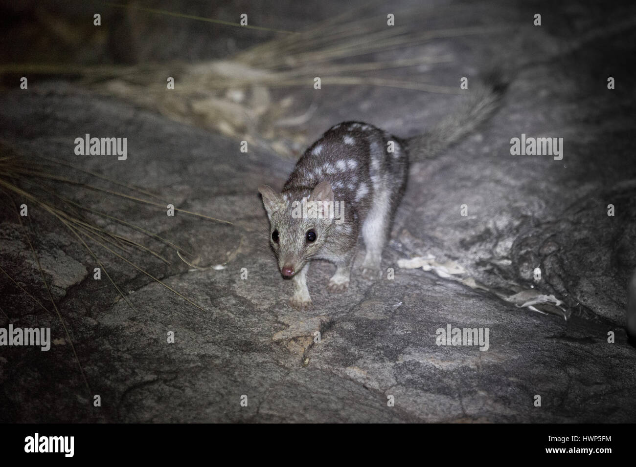 Northern Quoll - The Kimberley, Western Australia Stock Photo - Alamy