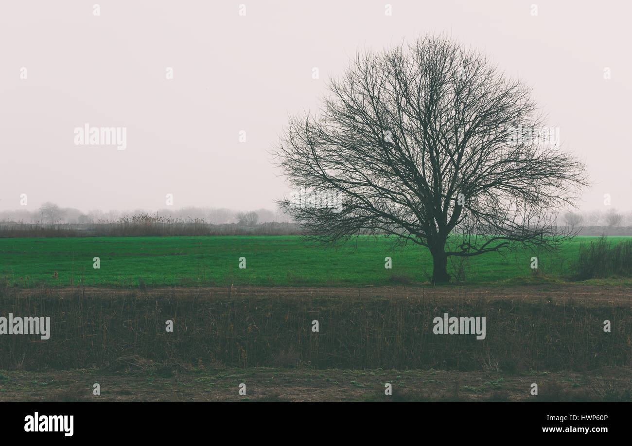 Lonely tree in field Stock Photo - Alamy