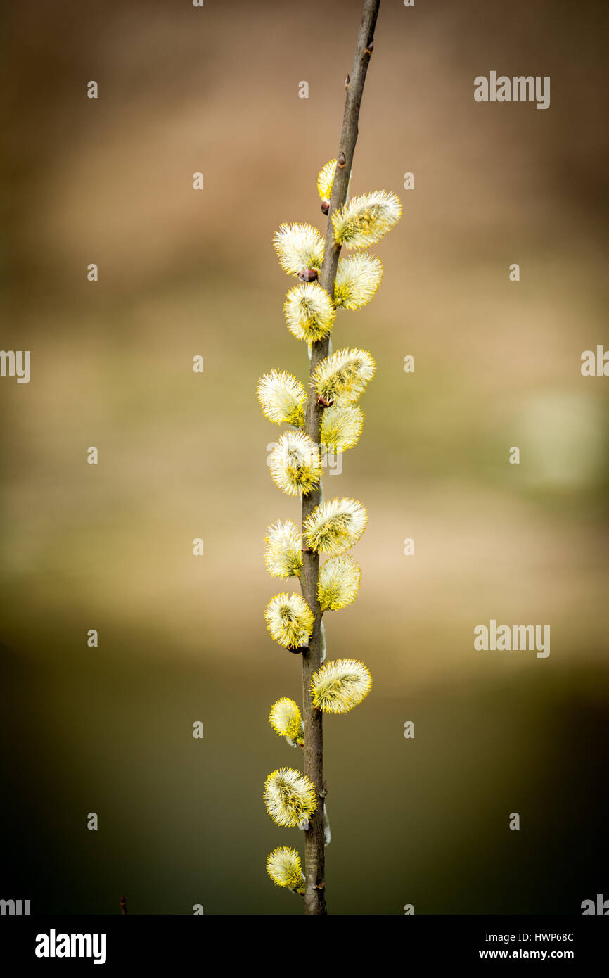 Bloom Goat willow is symbol of spring Stock Photo - Alamy