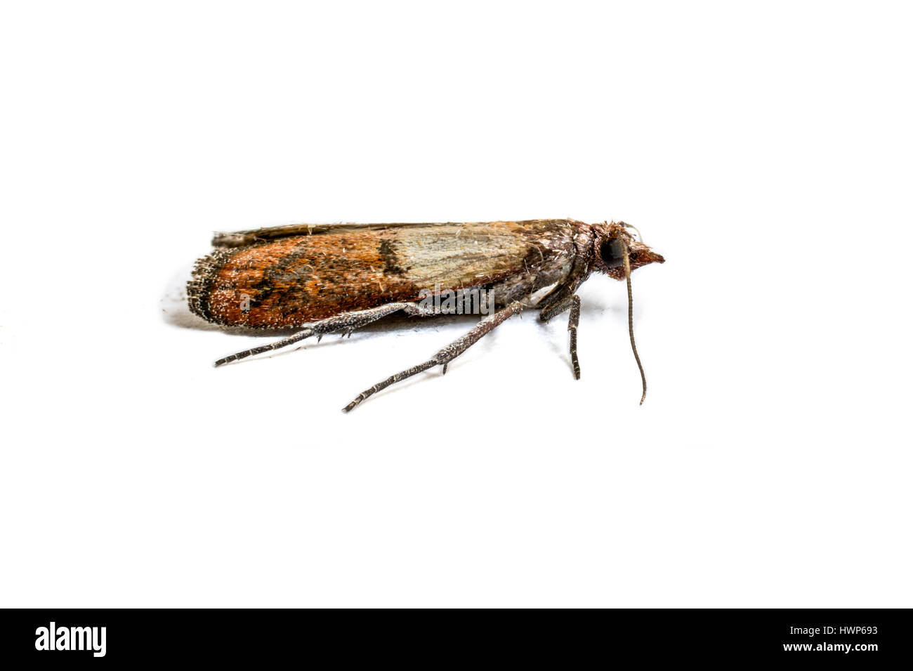 Brown cloth moth isolated on white background macro photography Stock ...