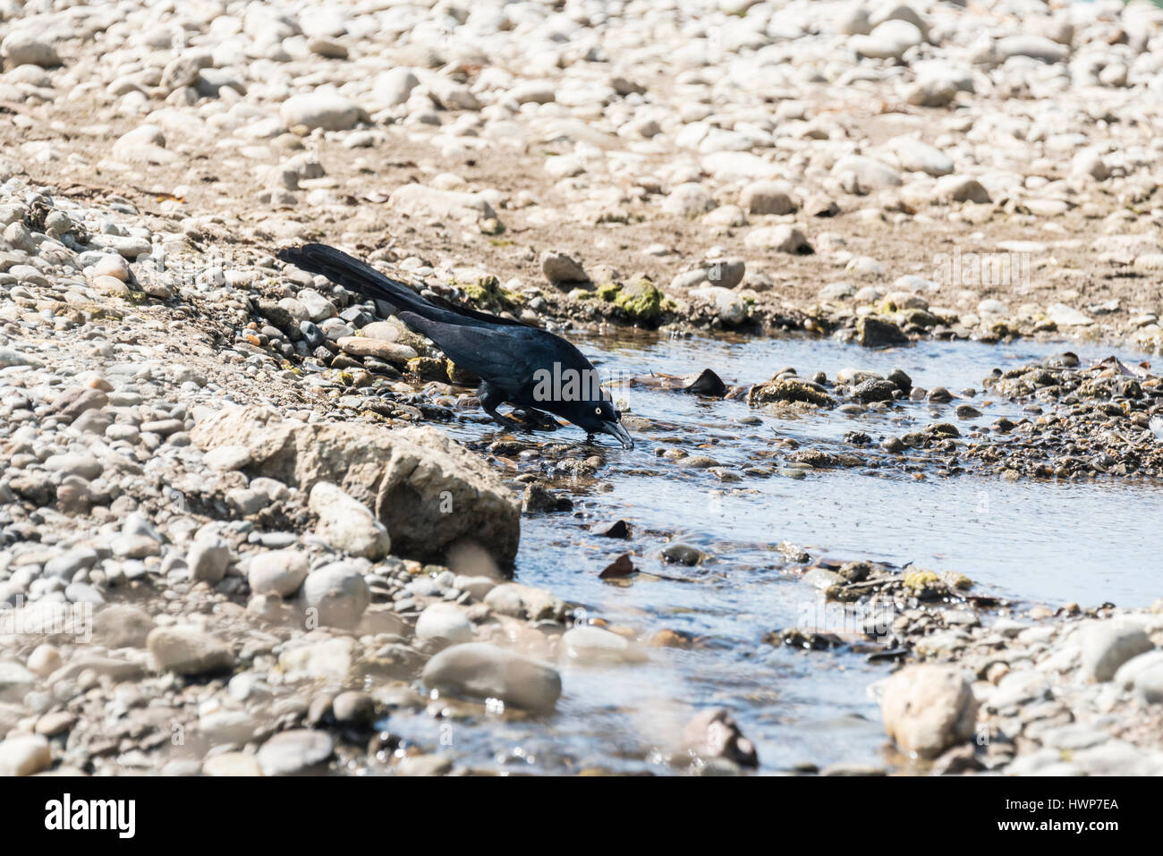 A Great-Tailed Grackle (Quiscalus mexicanus) drinking from the ...