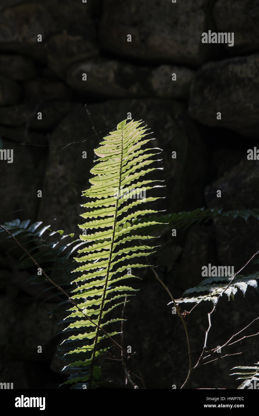 A backlit Mexican fern frond Stock Photo - Alamy
