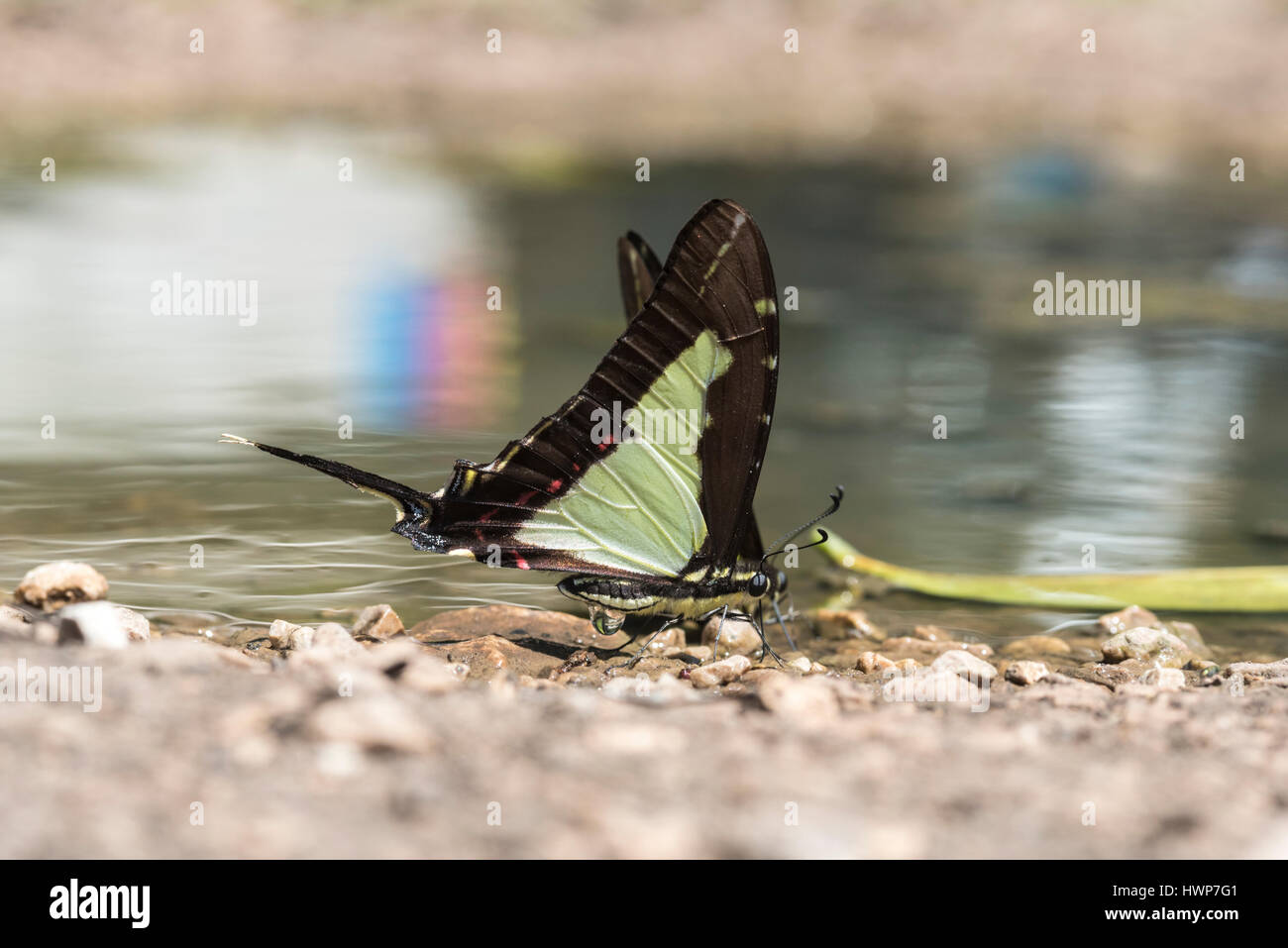 A Thick-bordered Kite Swallowtail (Eurytides dioxippus) from Chiapas ...