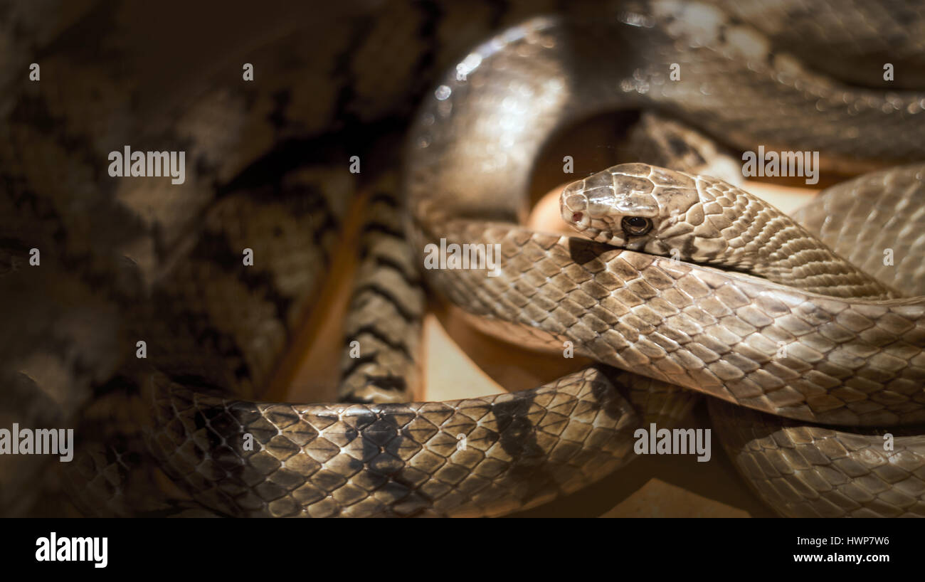 select focus brown dangerious snake head in light on ground Stock Photo ...