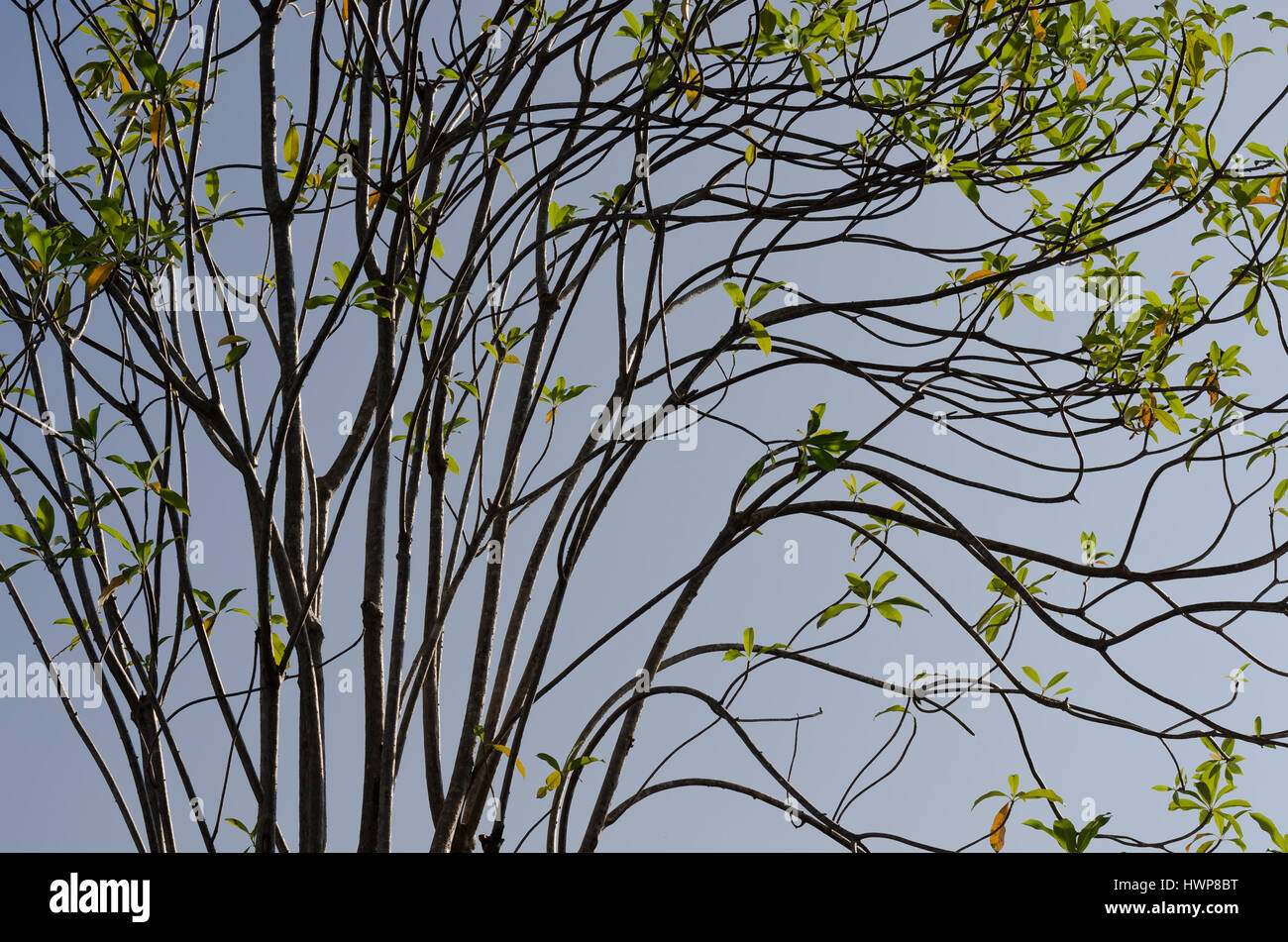 Beautiful tree with branches that bend light Stock Photo - Alamy