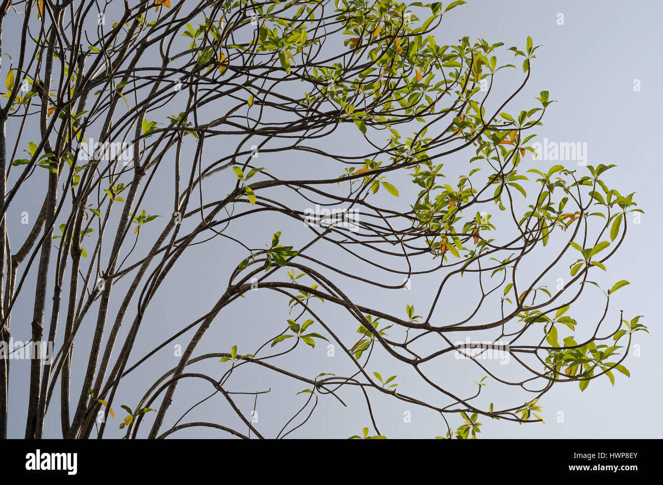 Beautiful tree with branches that bend light Stock Photo - Alamy