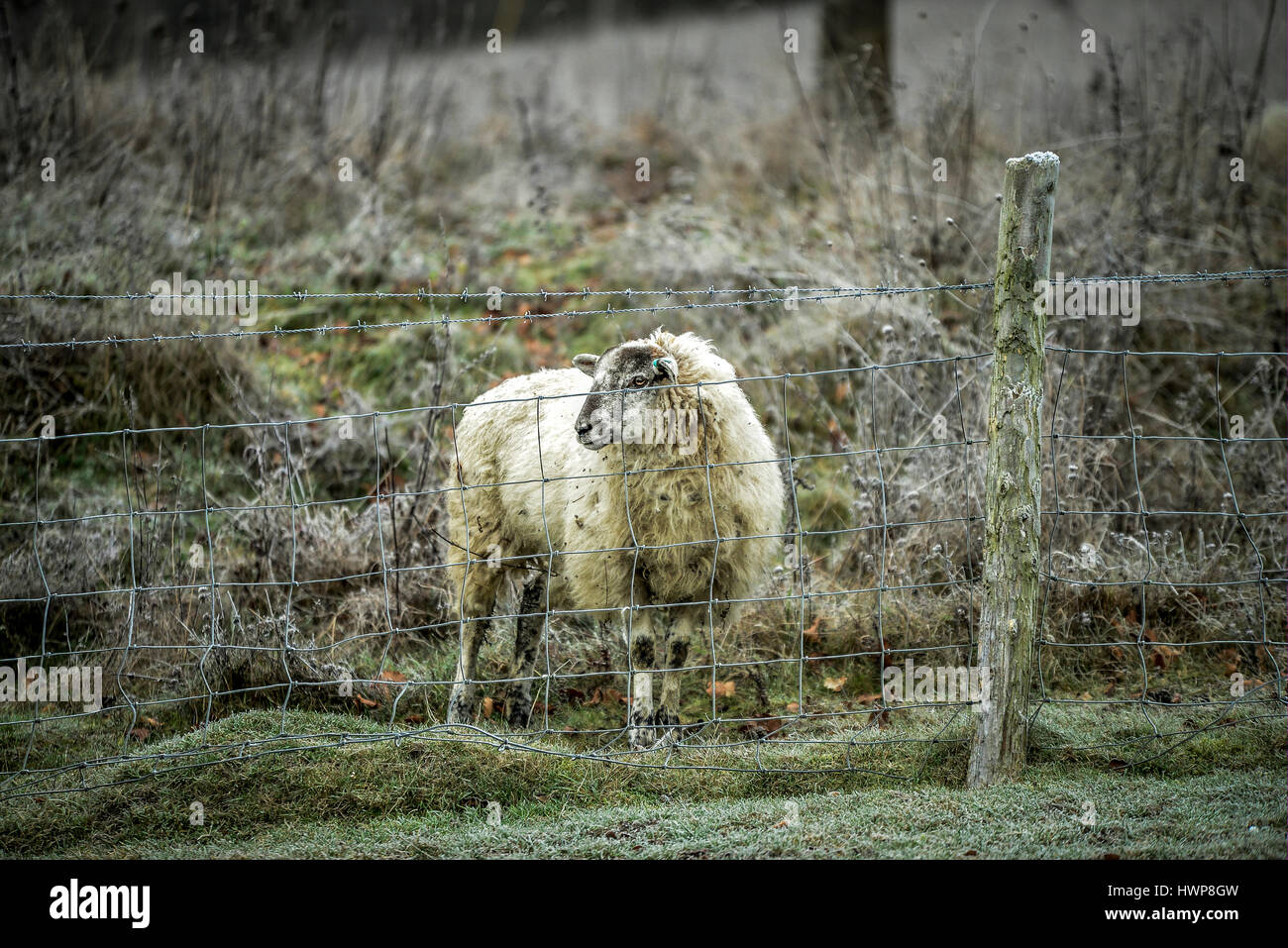Lone sheep standing in hi-res stock photography and images - Alamy