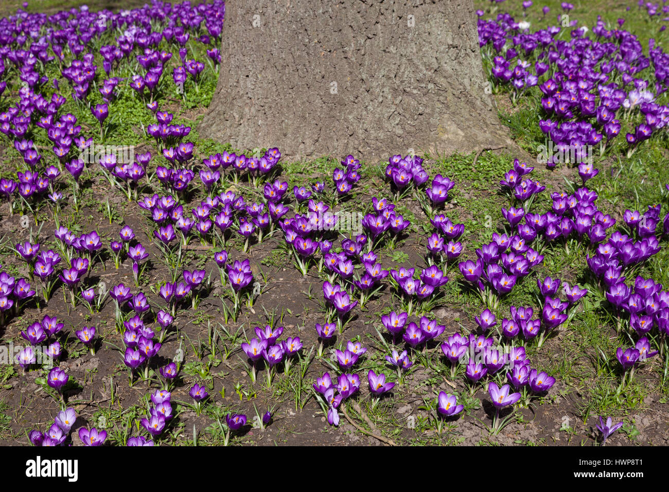 purple crocusses aroud trunk of oak tree on sunny day in spring Stock ...