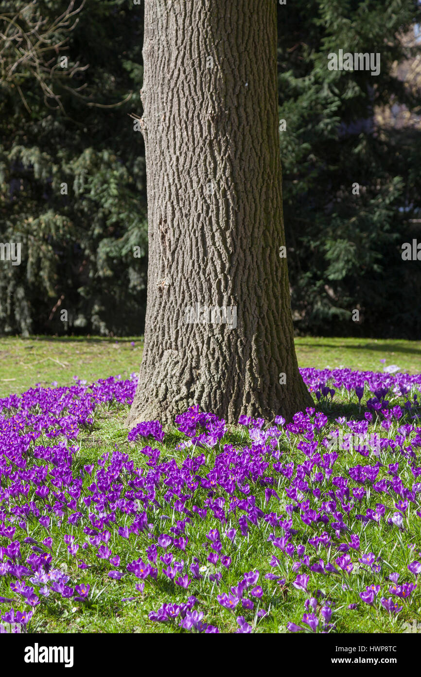 purple crocusses aroud trunk of oak tree on sunny day in spring Stock ...
