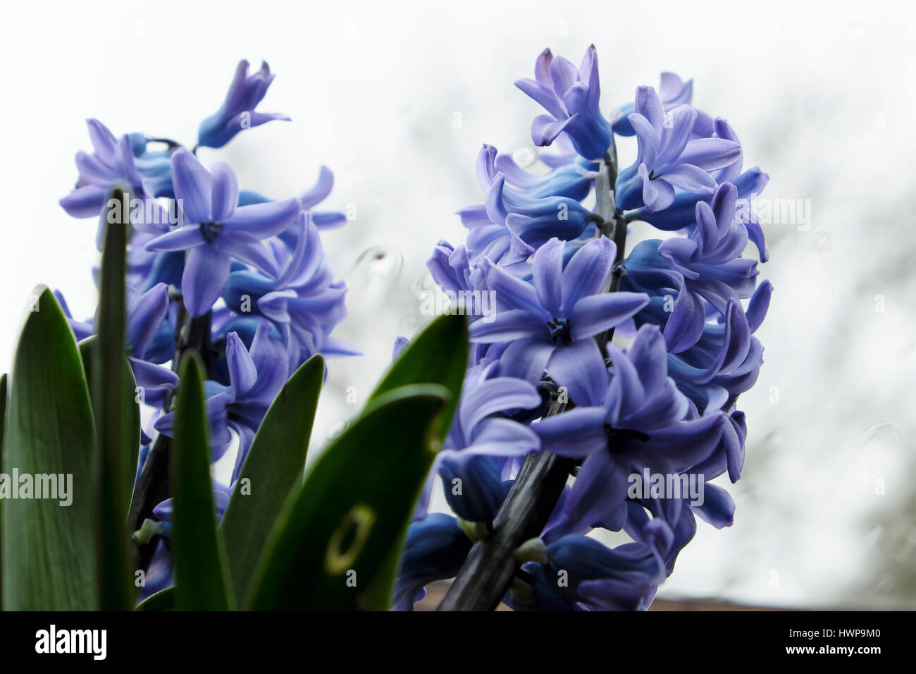 Indoor hyacinth pot hi-res stock photography and images - Alamy
