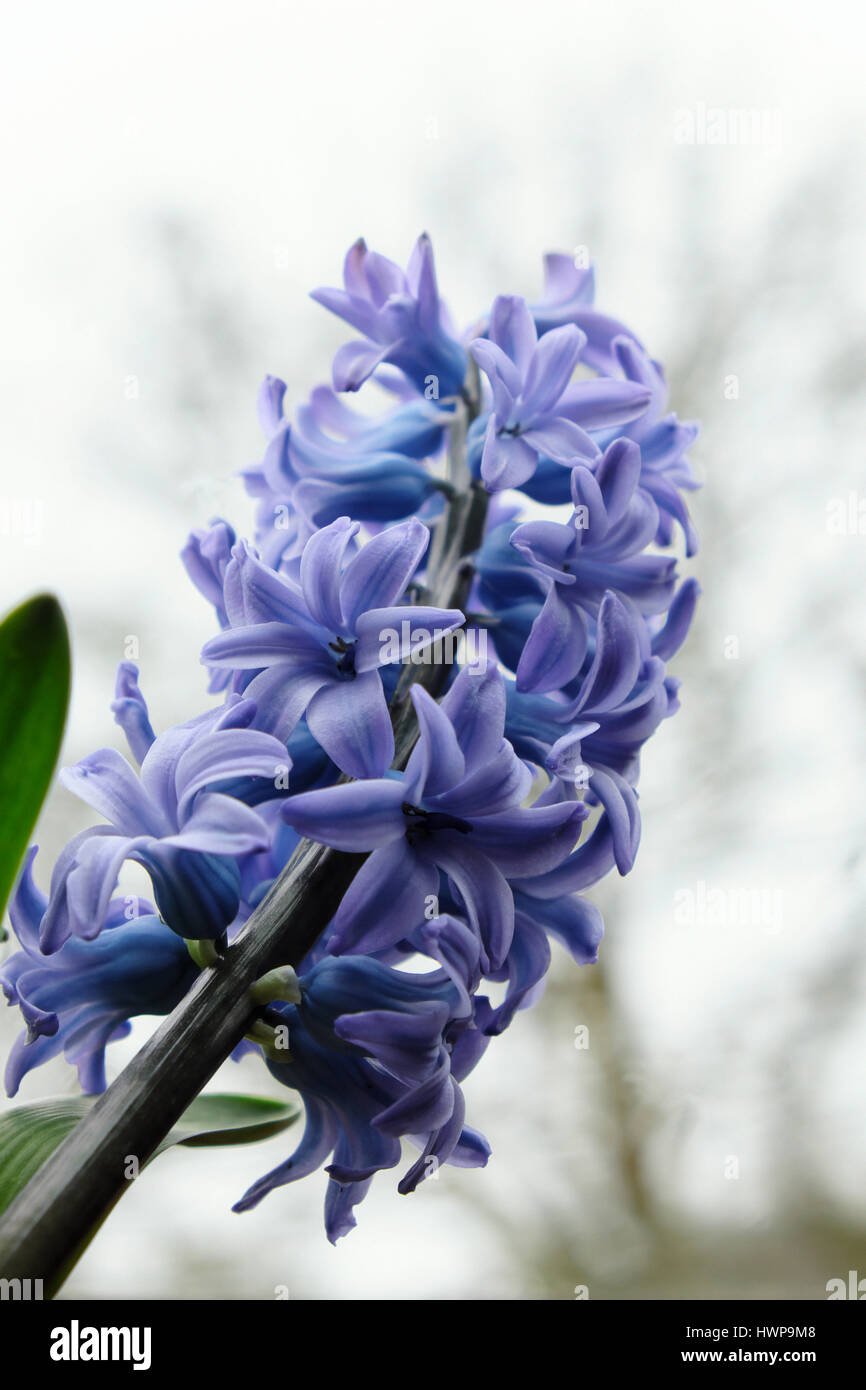 Close-up view of purple hyacinths (hyacinthus) in bloom growing in a ...