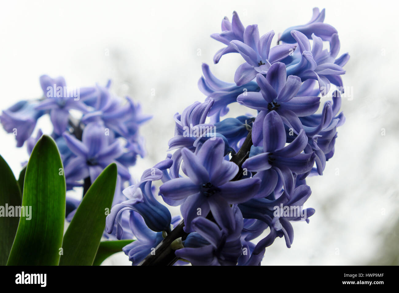 Close-up view of purple hyacinths (hyacinthus) in bloom growing in a ...