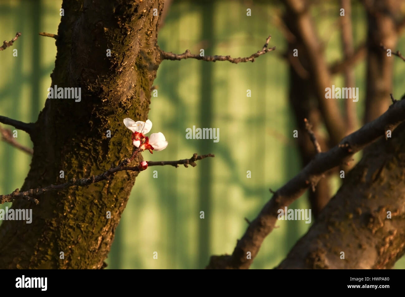 first cherry blossoms in spring Stock Photo - Alamy
