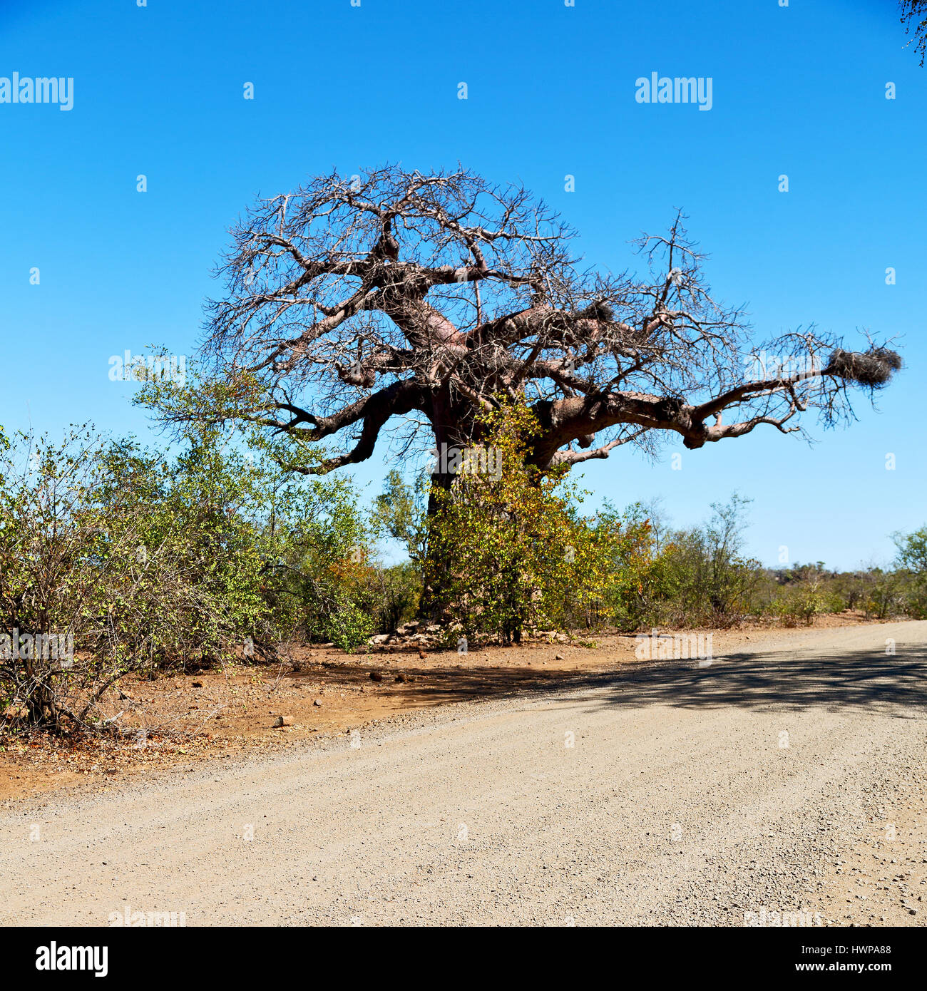 blur in south africa rocky street and baobab near the bush and natural ...