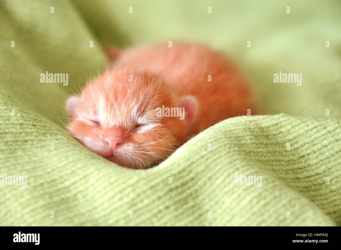 red newborn kitten sleeping on a green blanket Stock Photo - Alamy