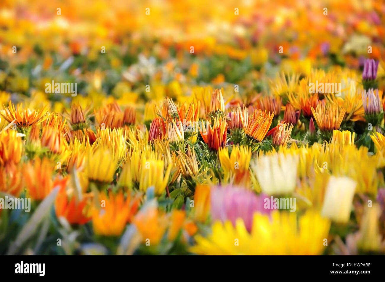 field of colorful flowers Stock Photo - Alamy
