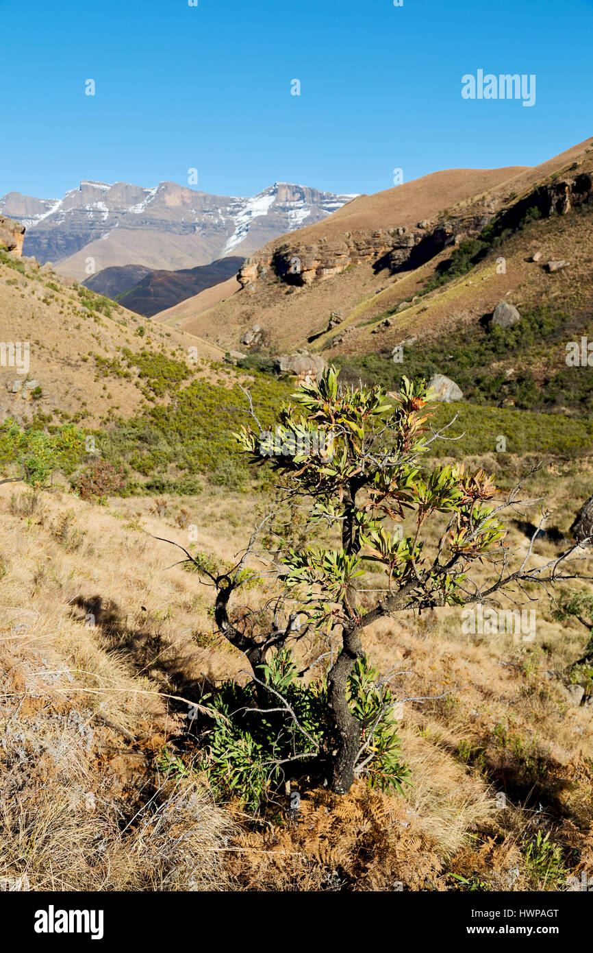 blur in south africa valley of desolation dirty road rock tree and sky ...