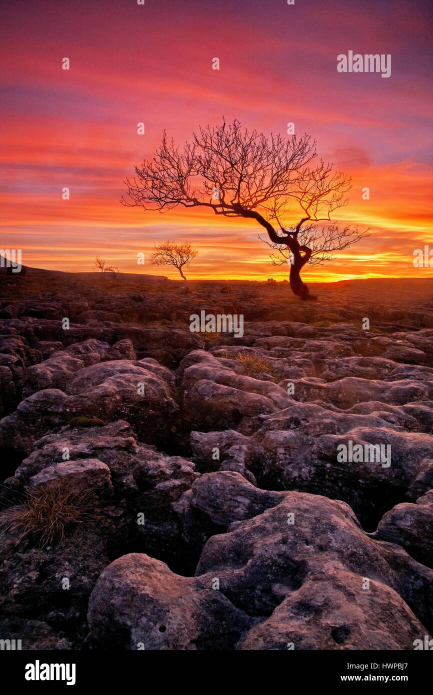 Natures golden glow hi-res stock photography and images - Alamy