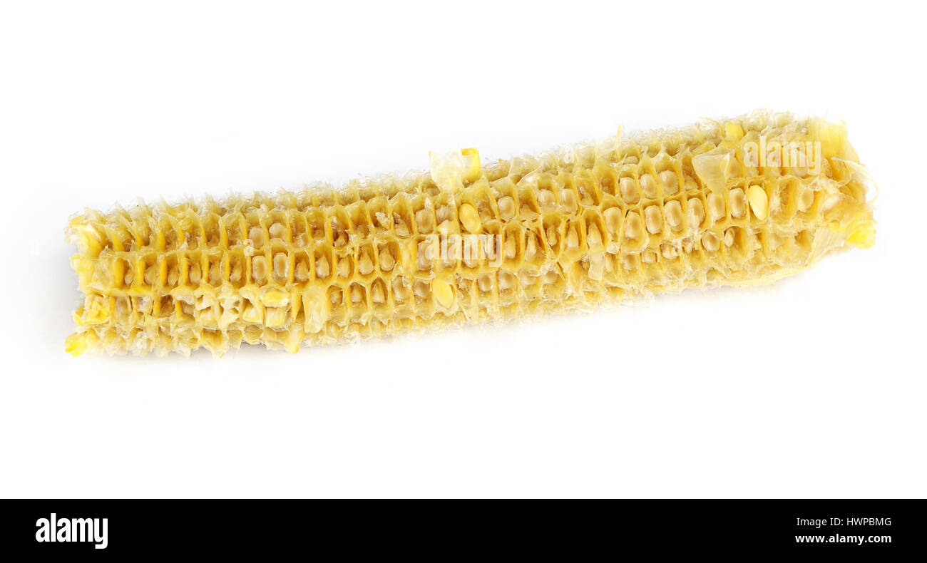 Fully eaten corn on the cob isolated on white Stock Photo - Alamy