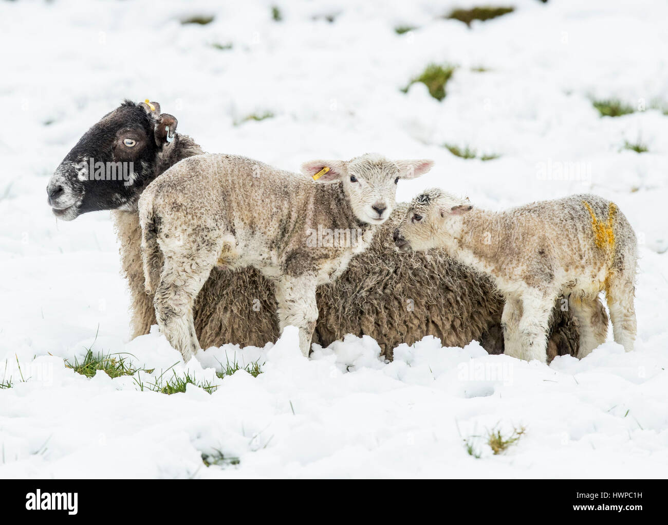 A sheep and lambs in the snow near Leyburn in the Yorkshire Dales as ...