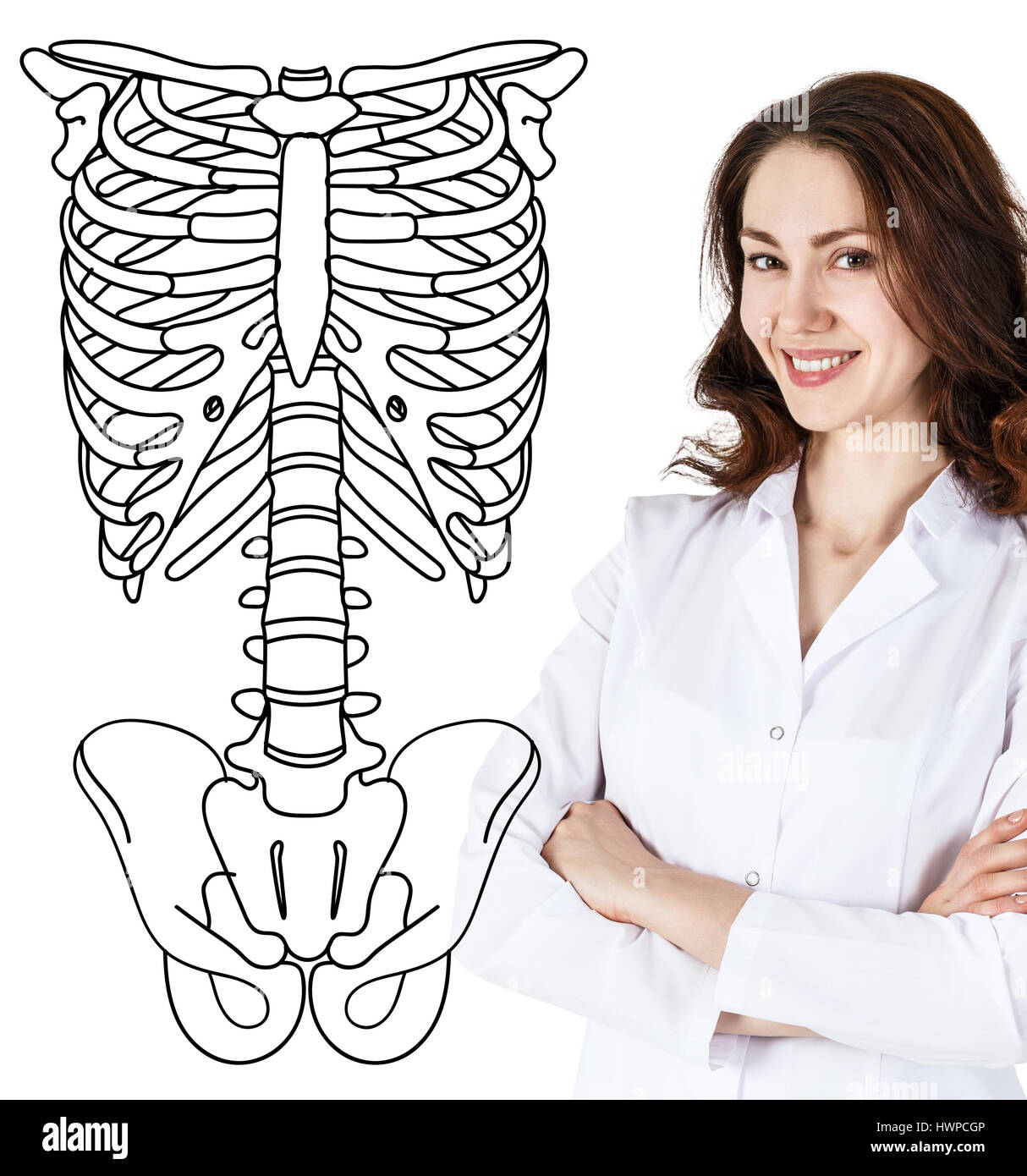 Anatomical model standing hi-res stock photography and images - Alamy