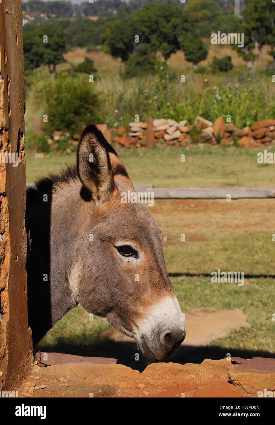 Inquisitive donkey hi-res stock photography and images - Alamy