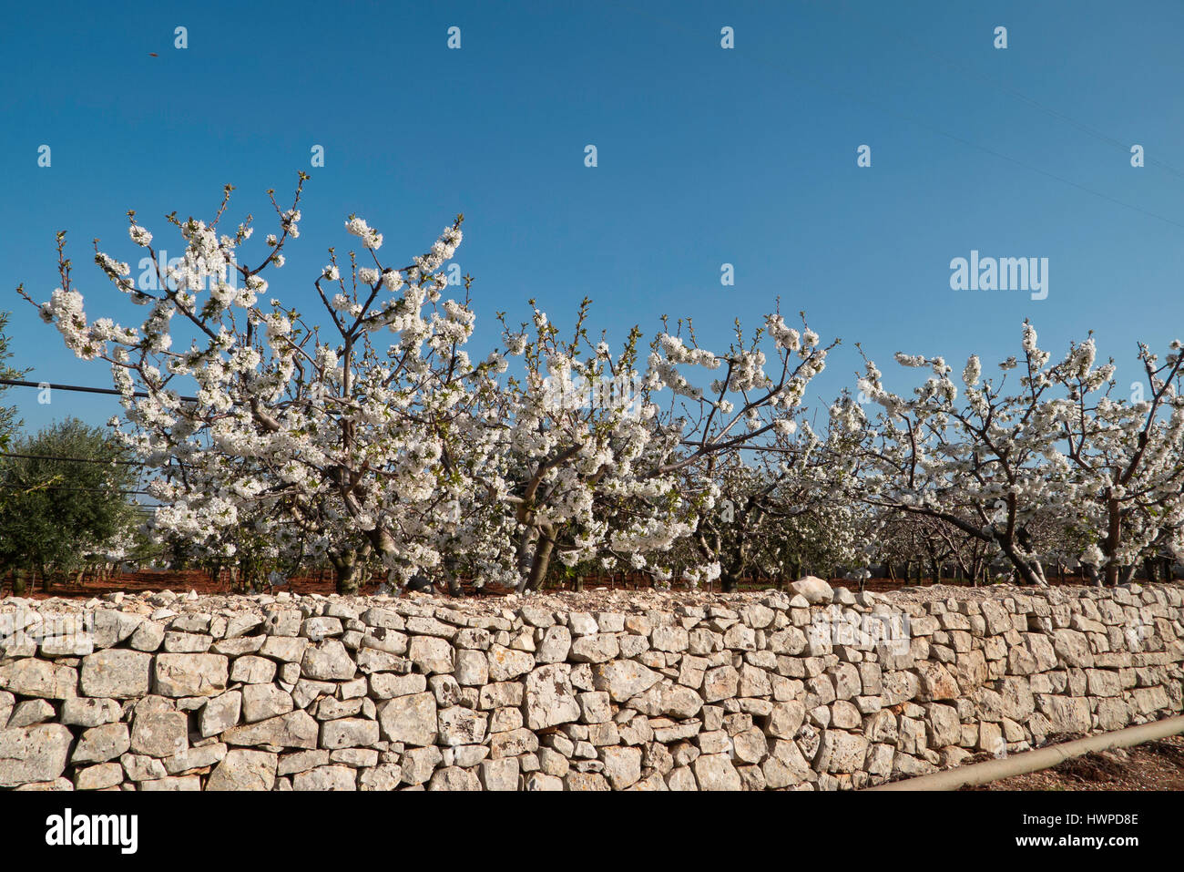 Flowering cherry trees in the spring sunshine in Puglia Stock Photo - Alamy