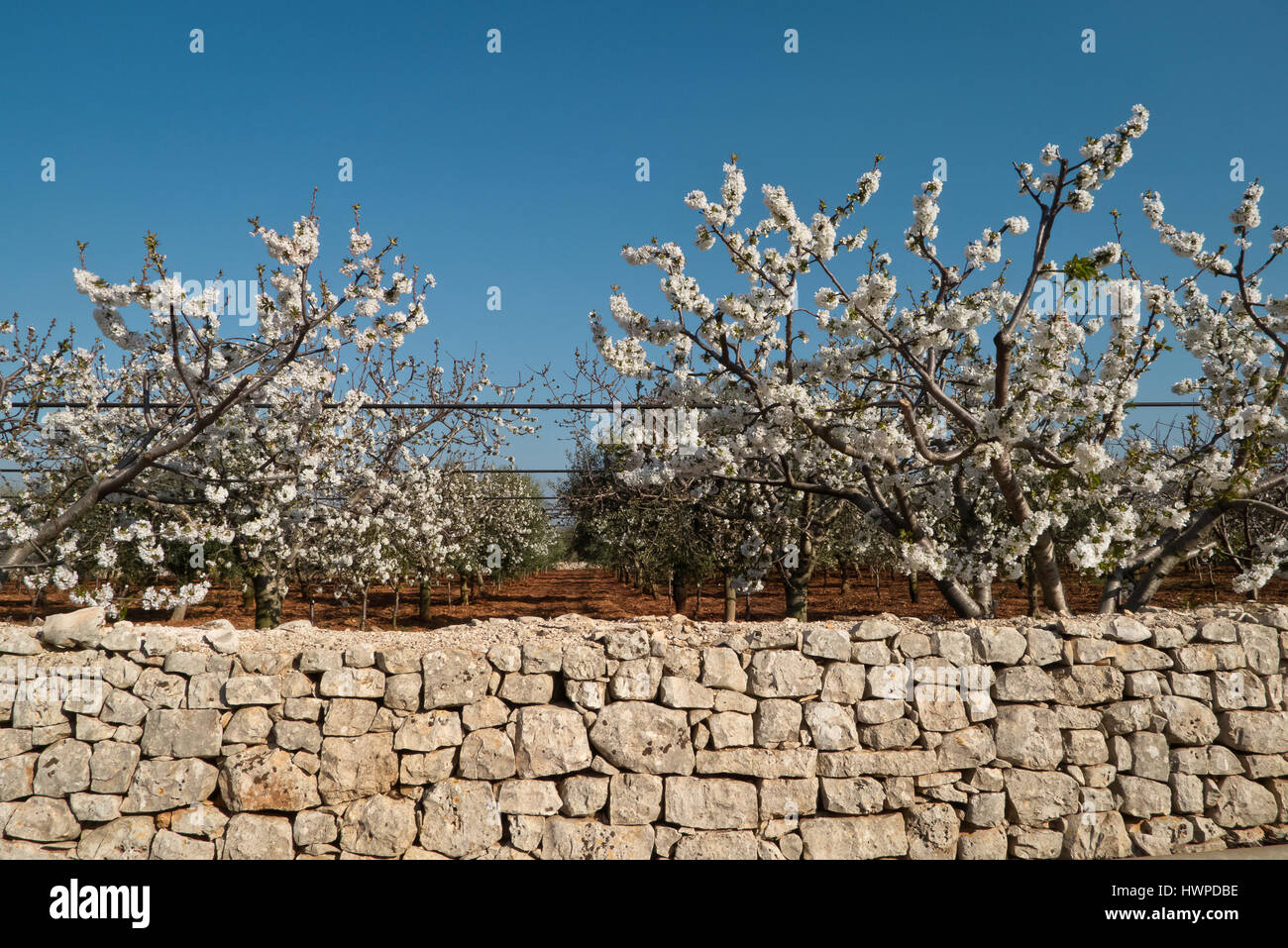 Flowering cherry trees in the spring sunshine in Puglia Stock Photo - Alamy