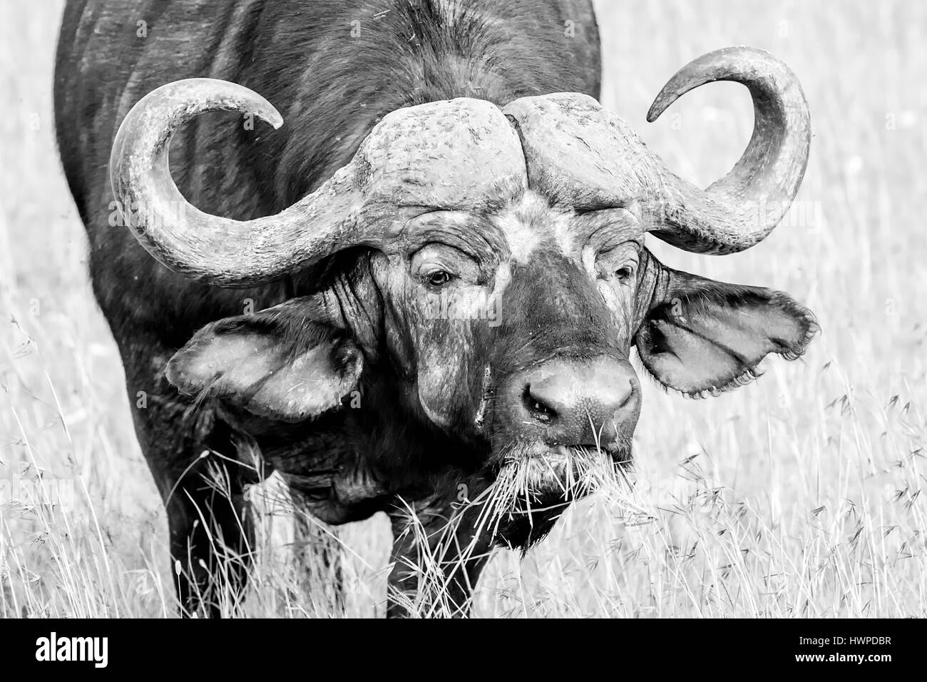 Buffalo Black and White Stock Photos & Images - Alamy