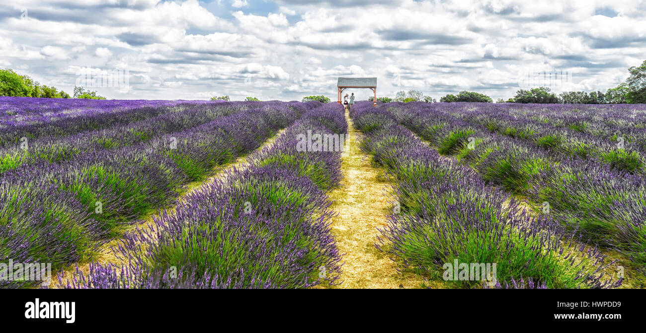 Lavender field rows lines hi-res stock photography and images - Alamy