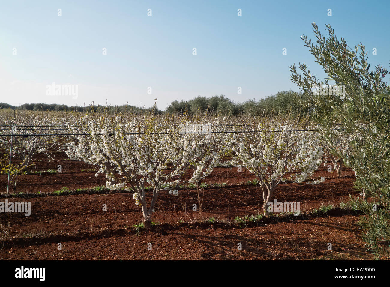 Flowering cherry trees in the spring sunshine in Puglia Stock Photo - Alamy