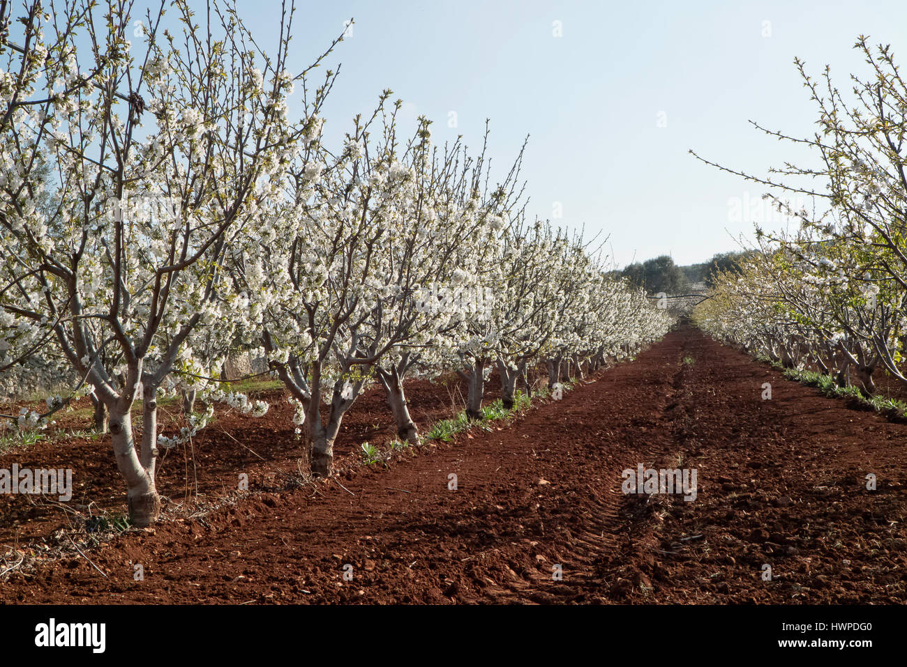 Flowering cherry trees in the spring sunshine in Puglia Stock Photo - Alamy