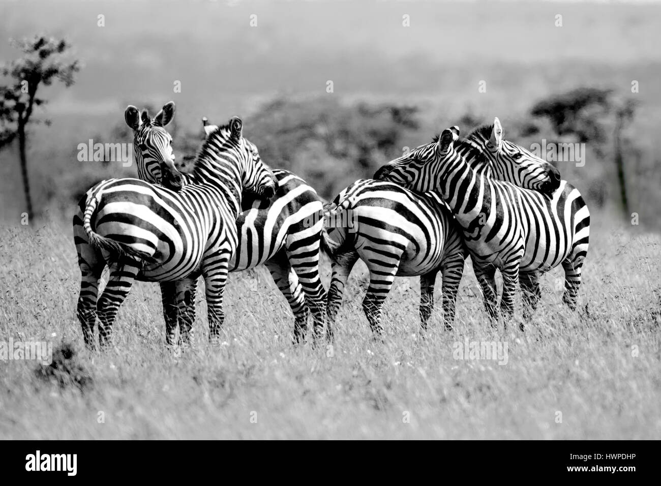 Resting zebra hi-res stock photography and images - Alamy
