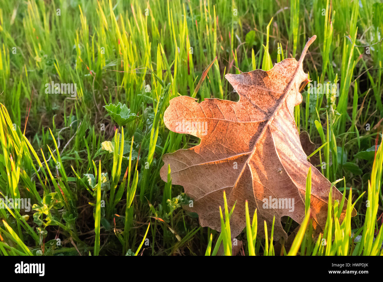 Oak leave inthe grass Stock Photo - Alamy
