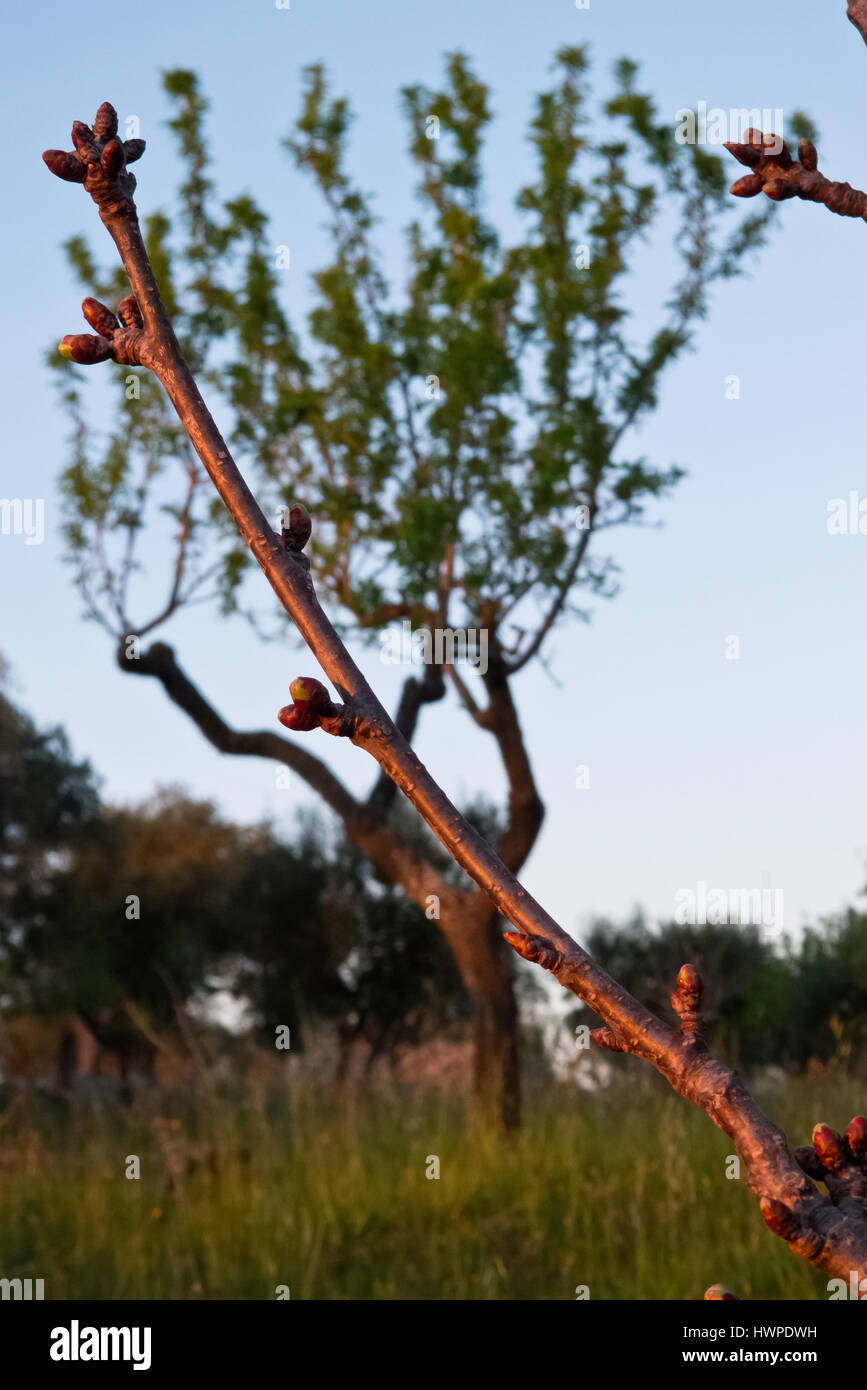 Earth cherry hi-res stock photography and images - Alamy